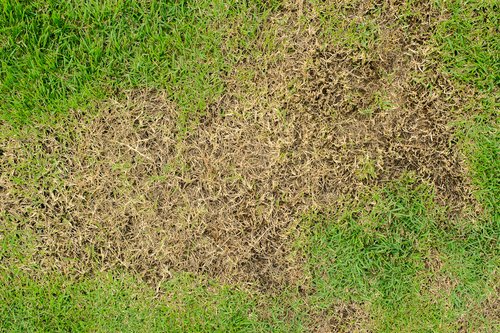 Sod Webworm Control - Tahlequah Lawn Care