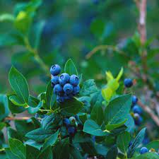 32 Blueberry Varieties for Growing at Home - [info + pictures]