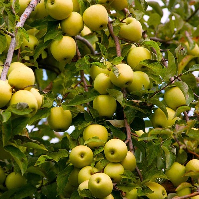 Best types of apple trees to grow in Oklahoma (zone 6-8) - Tahlequah ...